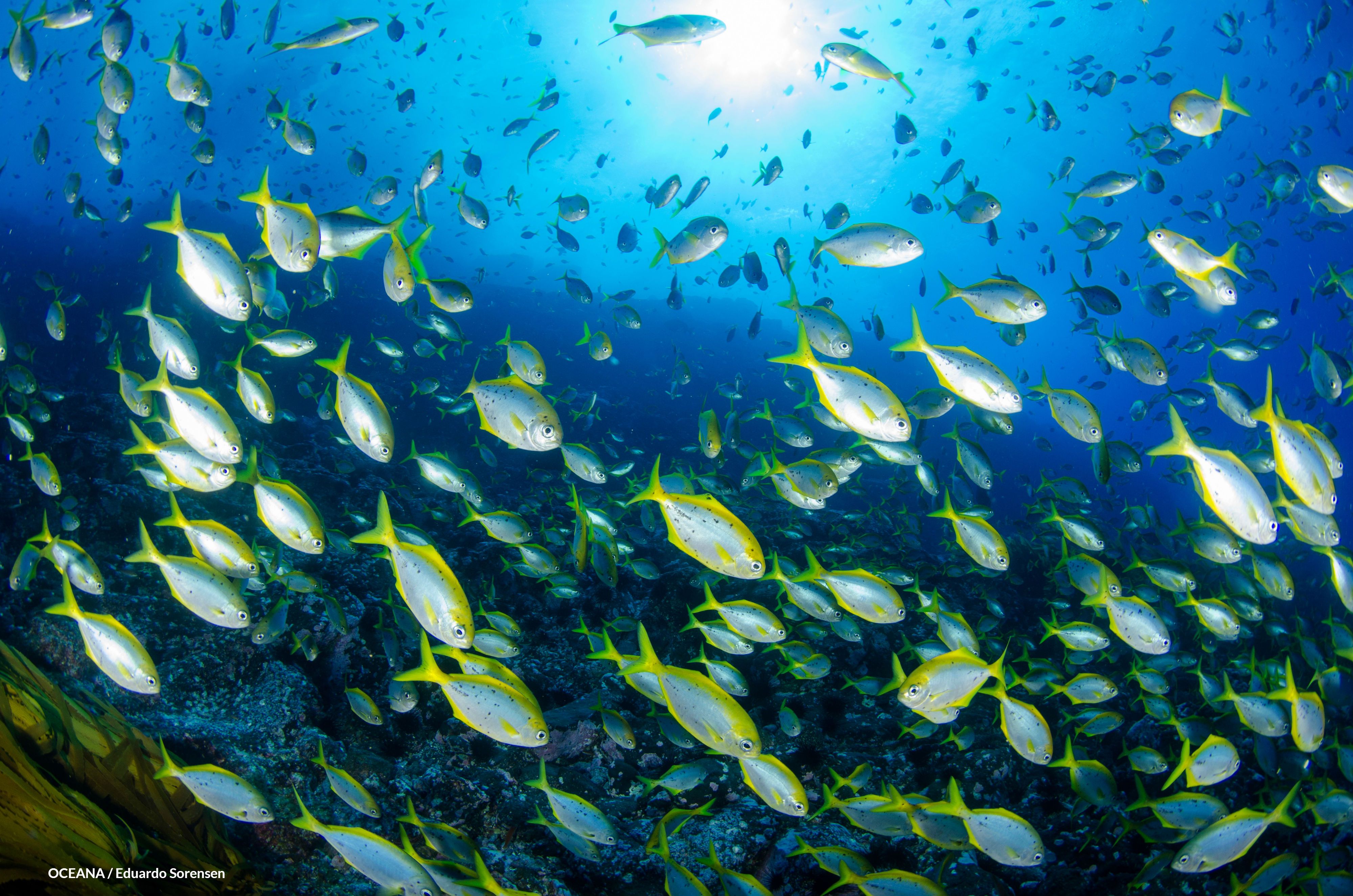 Biological Diversity Wallpapers - Wallpaper Cave