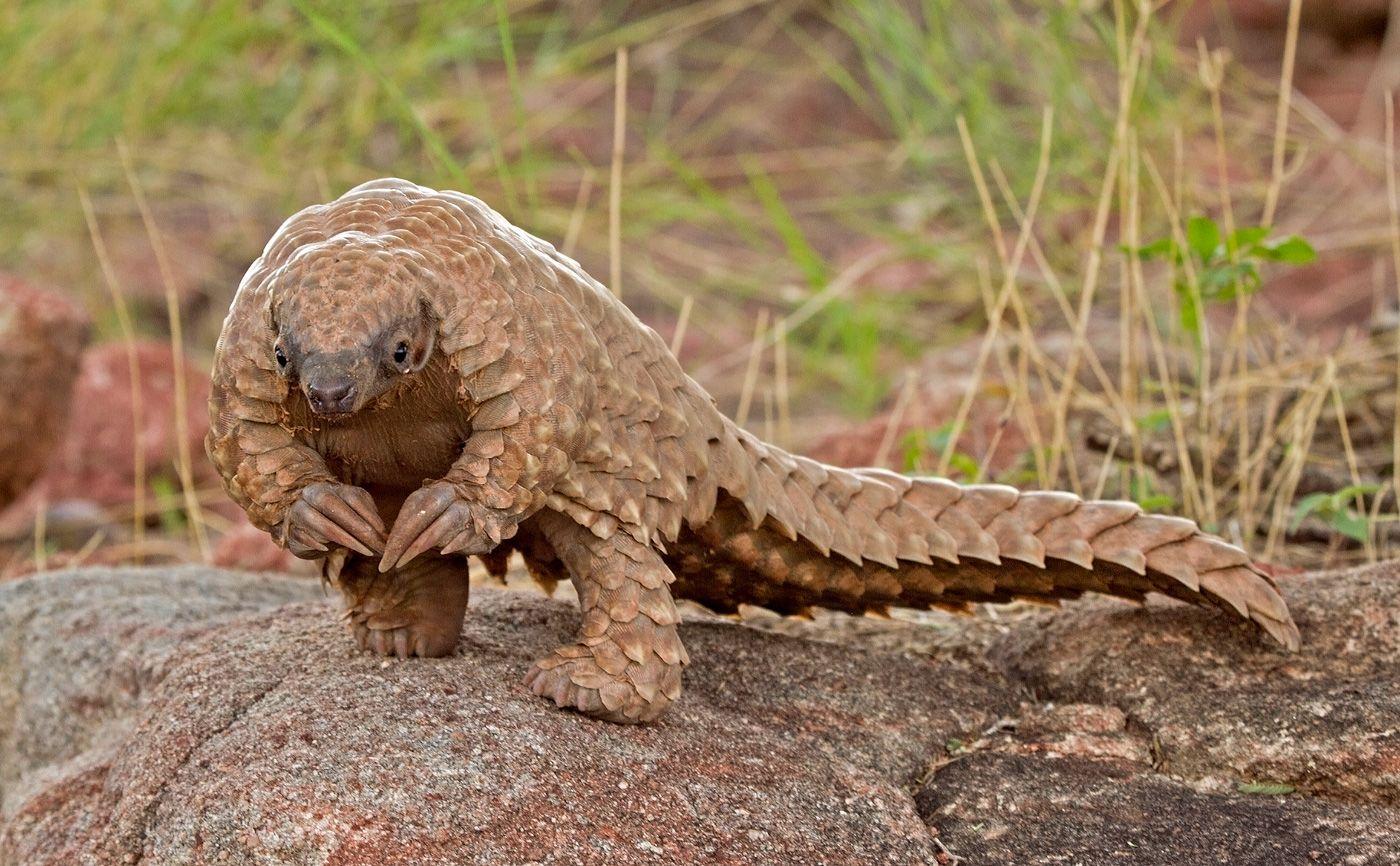 Pangolin Wallpapers - Wallpaper Cave Pangolin Wallpapers - Wallpaper Cave