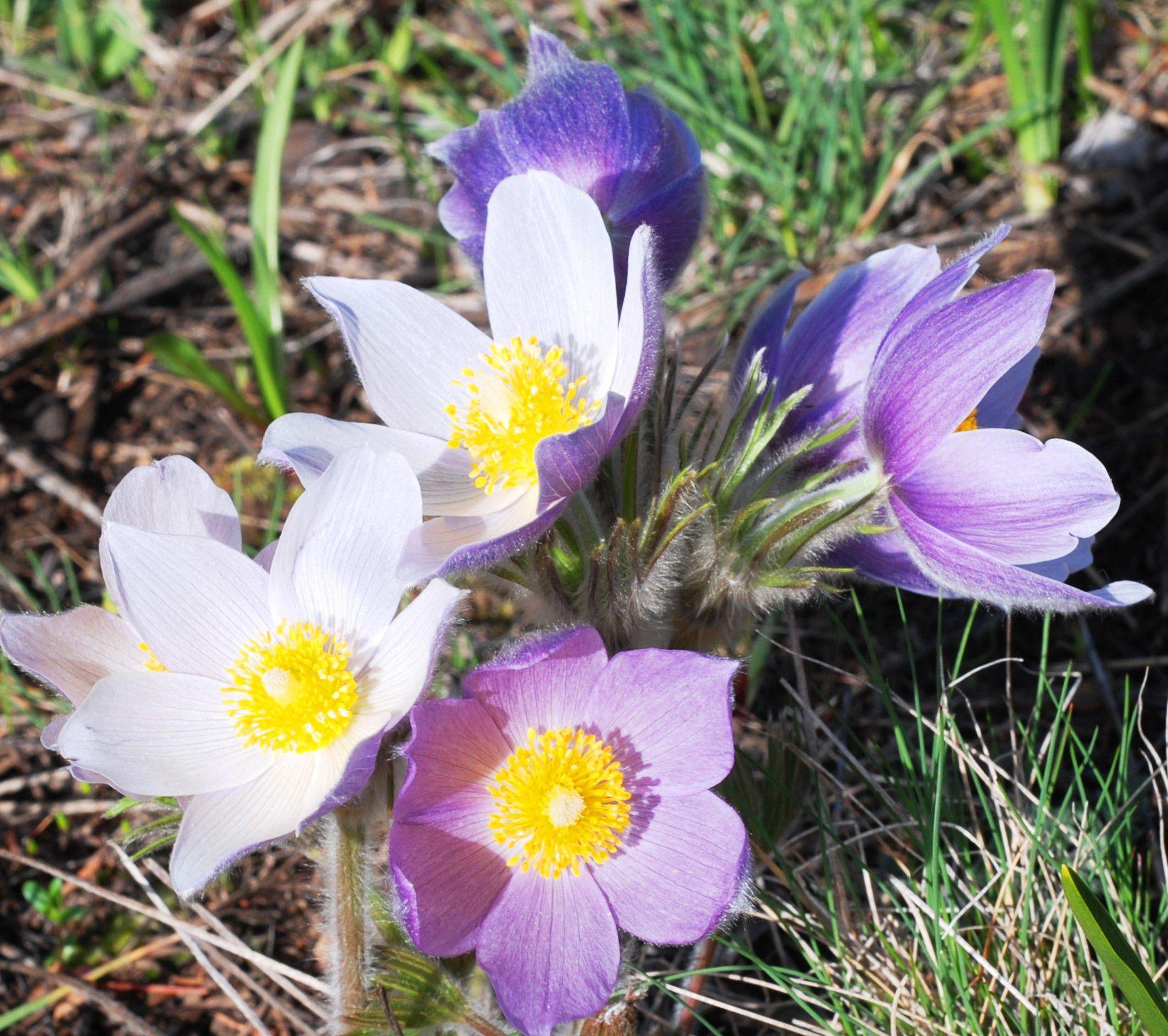 Pasque Flower Wallpapers - Wallpaper Cave