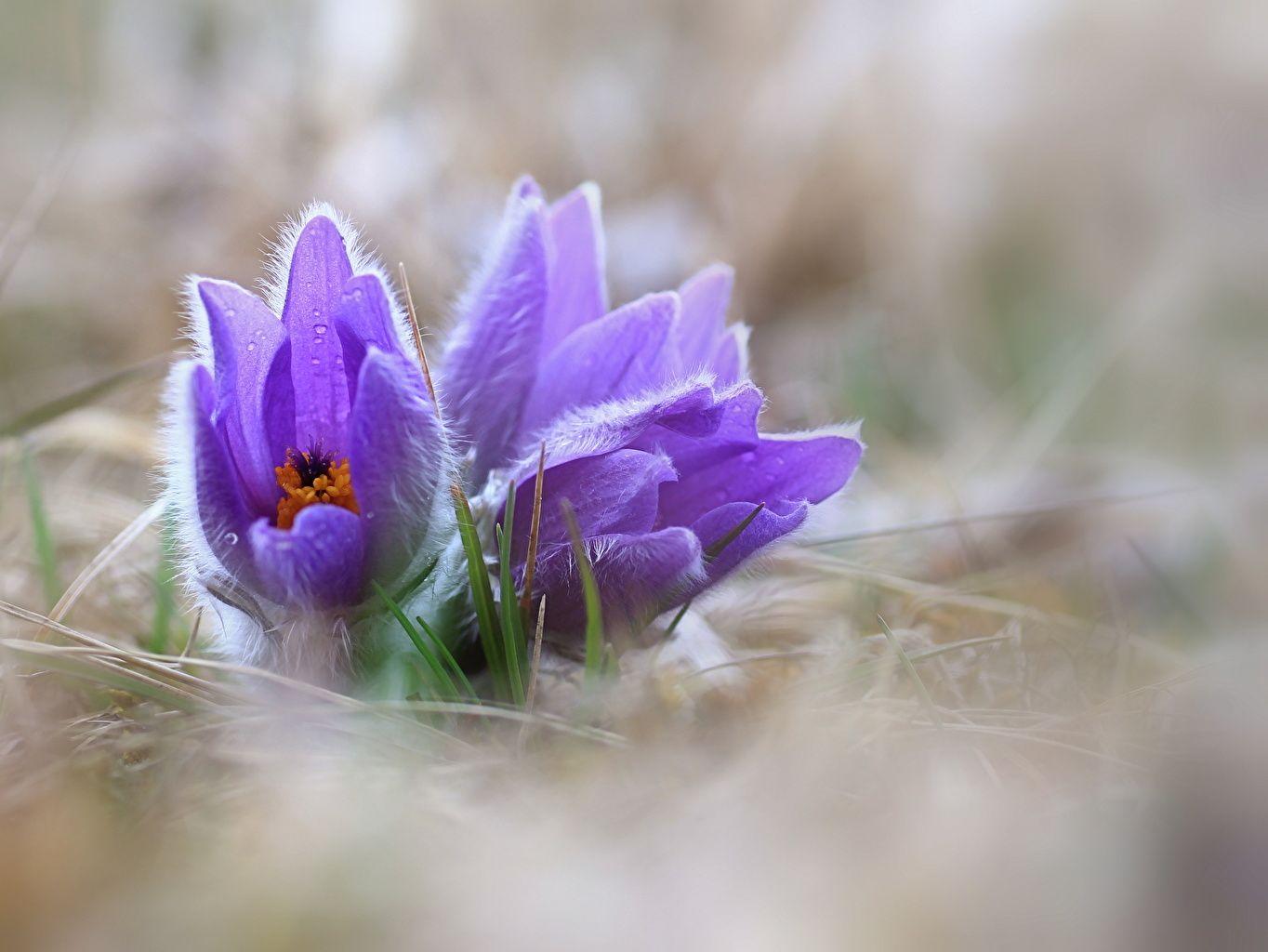 Pasque Flower Wallpapers - Wallpaper Cave