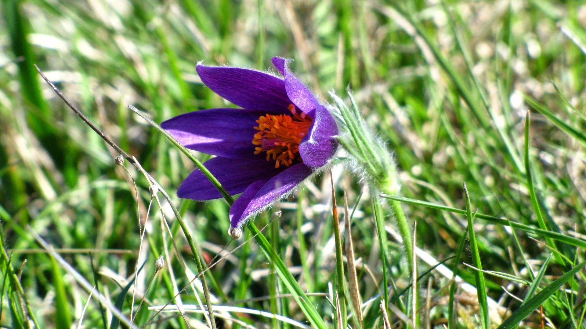 Pasque Flower Wallpapers - Wallpaper Cave