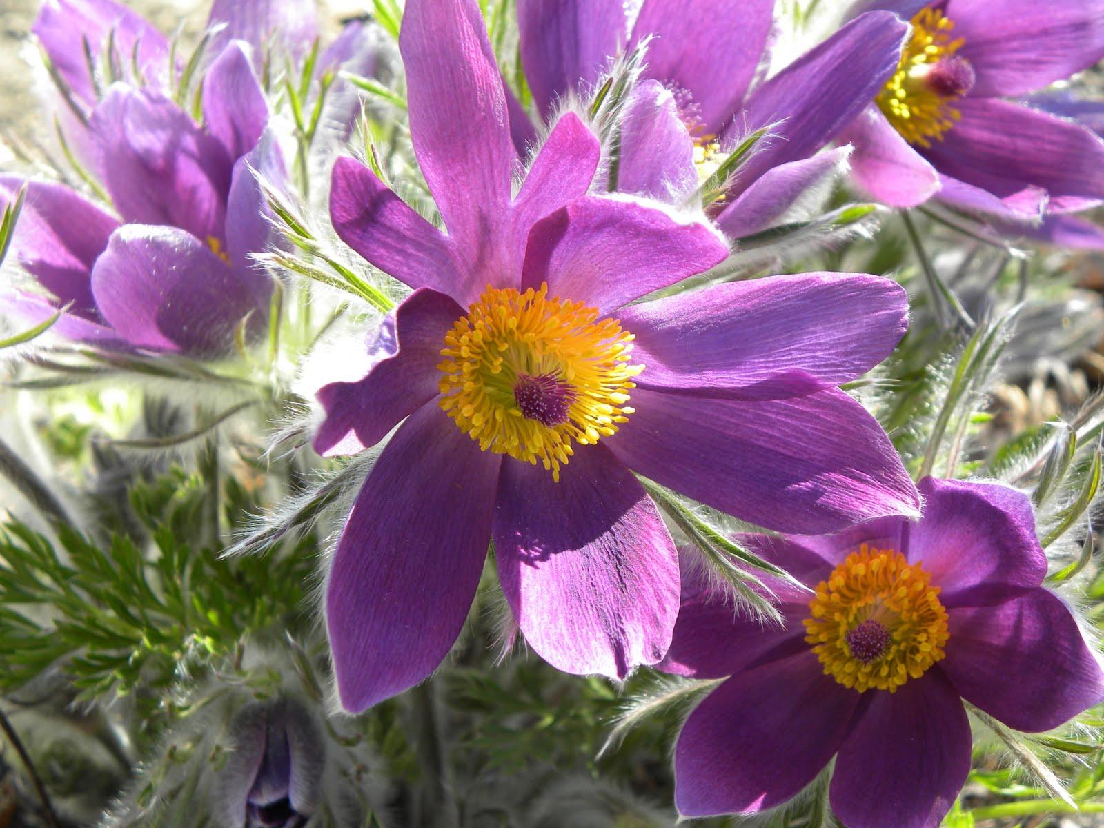 Pasque Flower Wallpapers - Wallpaper Cave