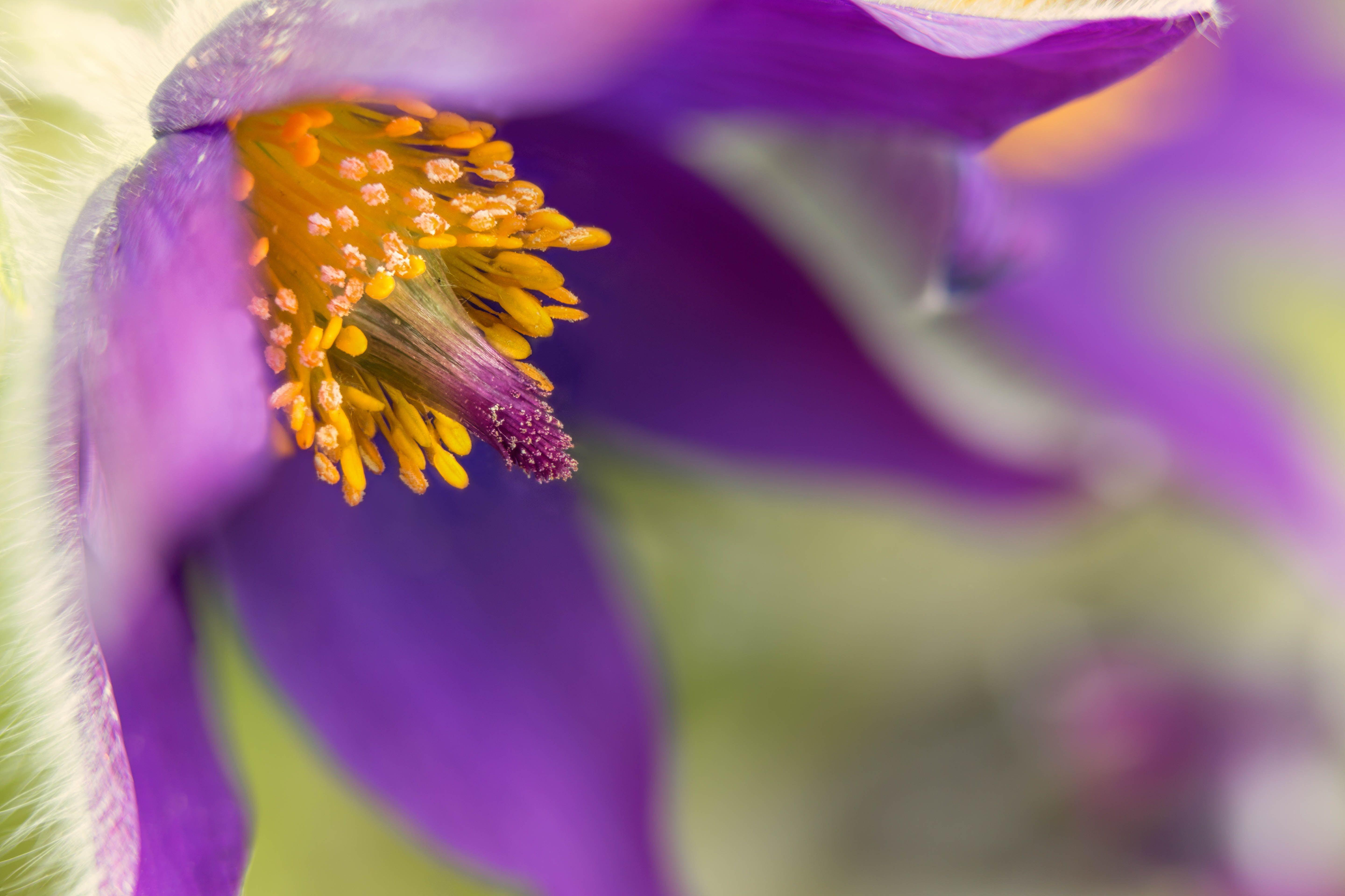 Pasque Flower Wallpapers - Wallpaper Cave