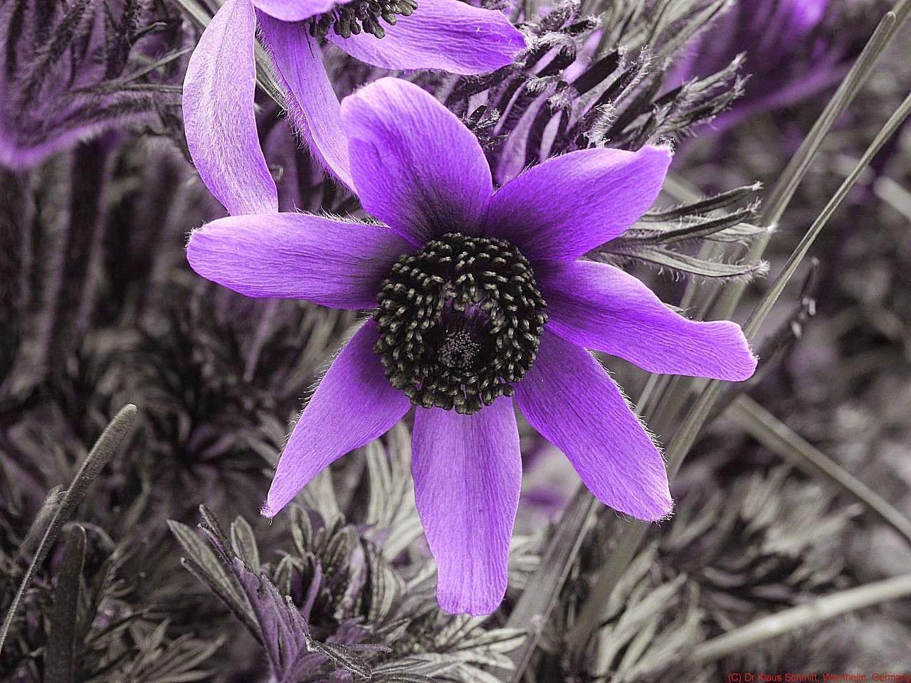 Pasque Flower Wallpapers - Wallpaper Cave