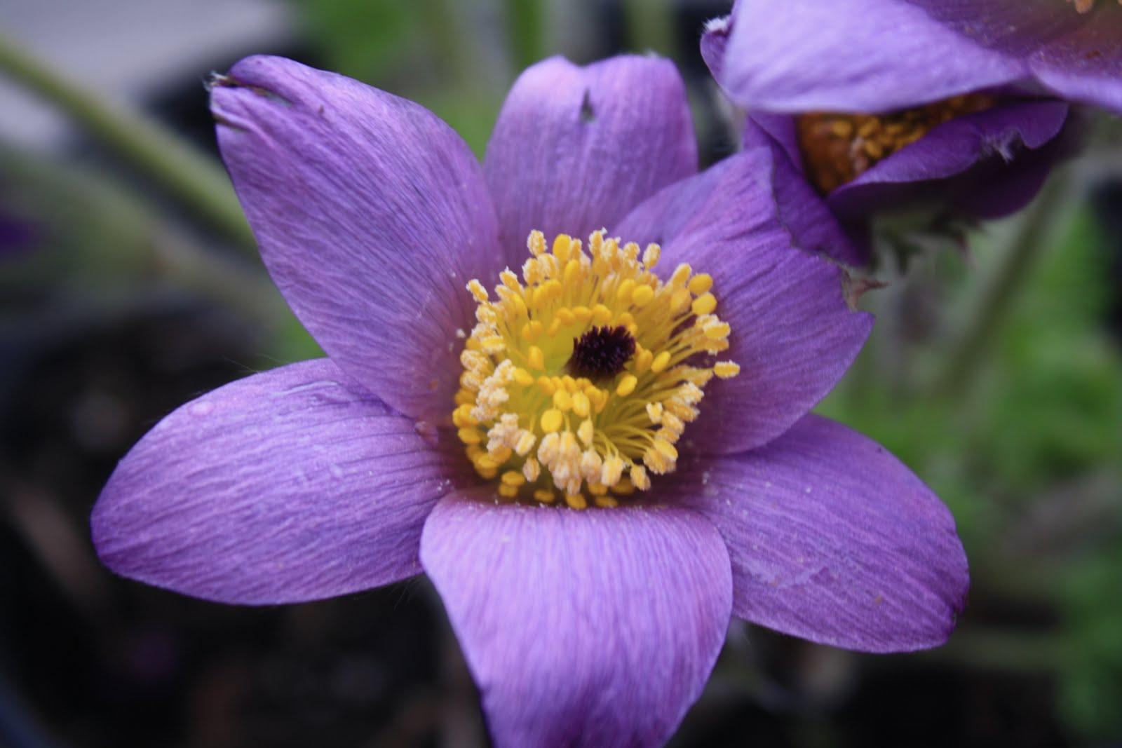 Pasque Flower Wallpapers - Wallpaper Cave
