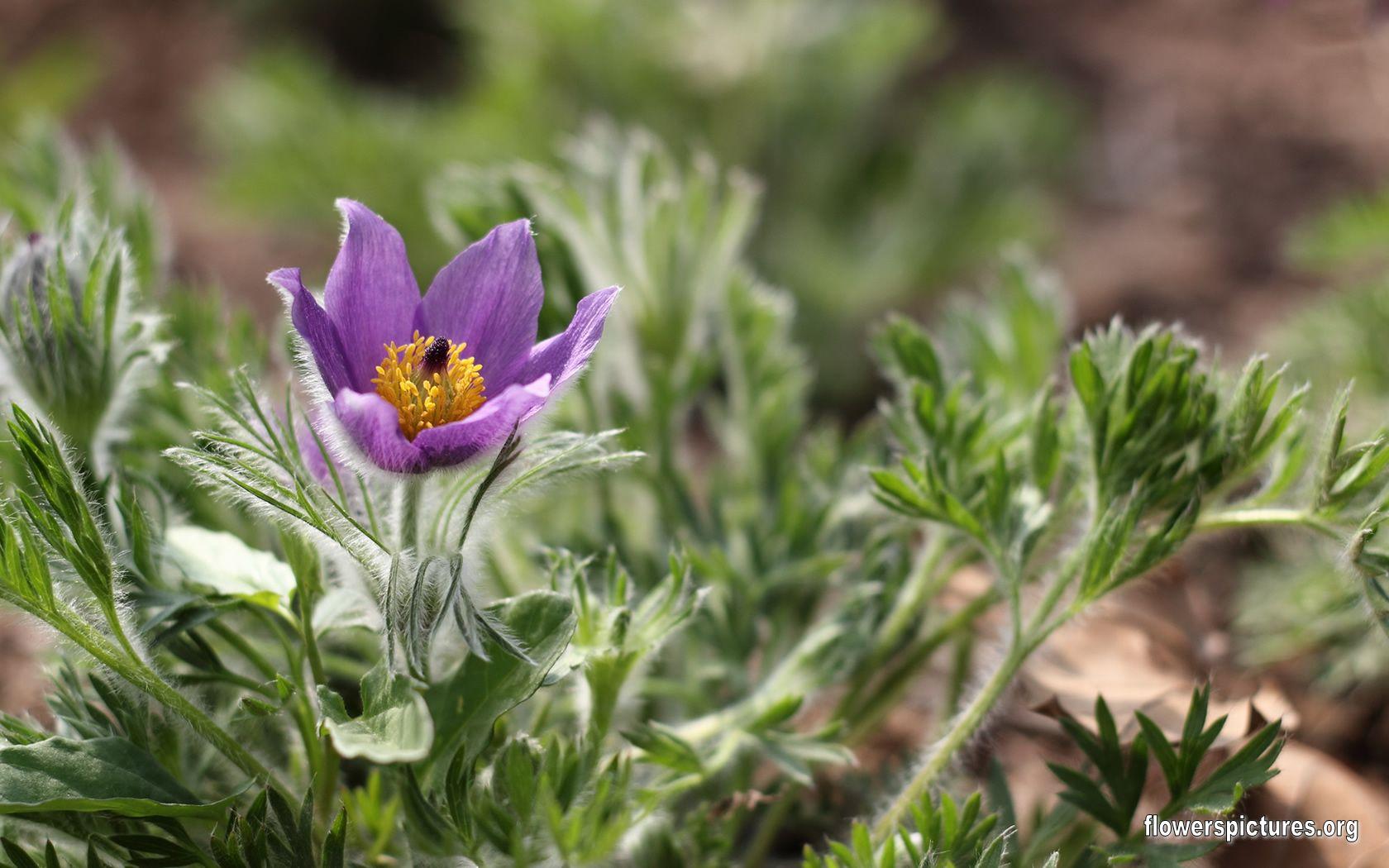 Pasque Flower Wallpapers - Wallpaper Cave