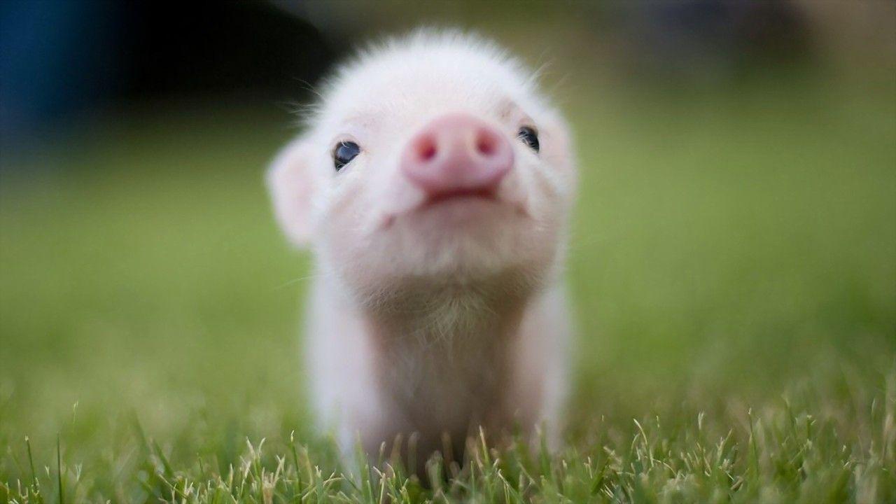 Piglets Wallpapers - Wallpaper Cave