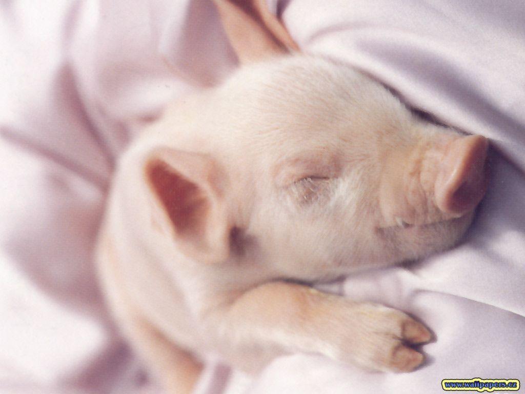 Piglets Wallpapers - Wallpaper Cave