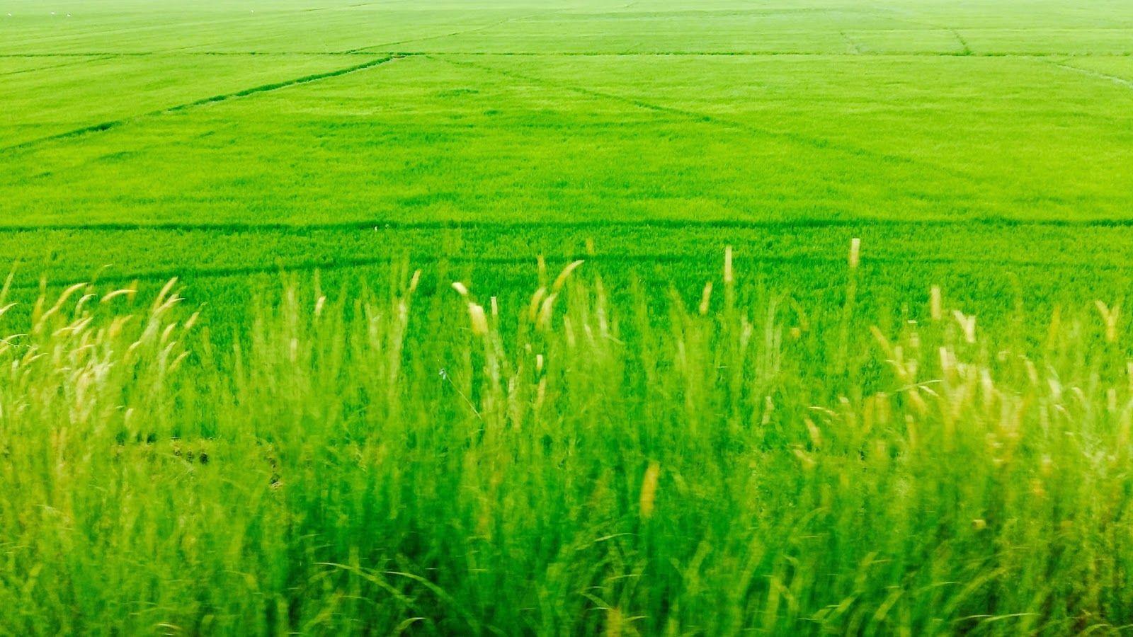 Paddy Wallpapers - Wallpaper Cave