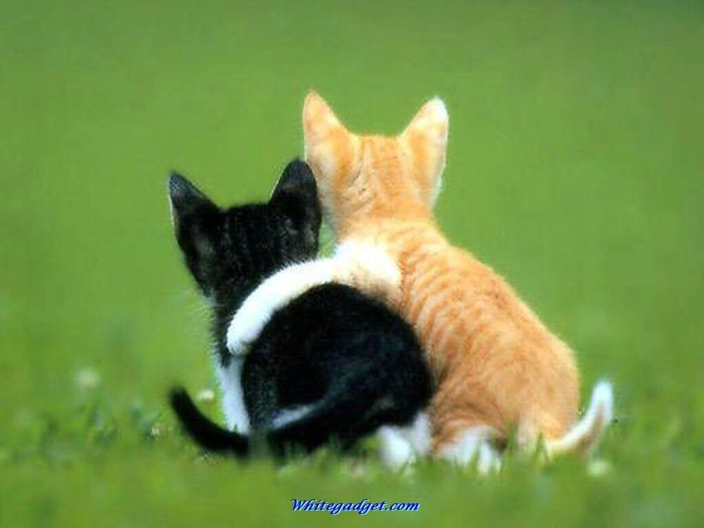Cat Hug Wallpapers - Wallpaper Cave