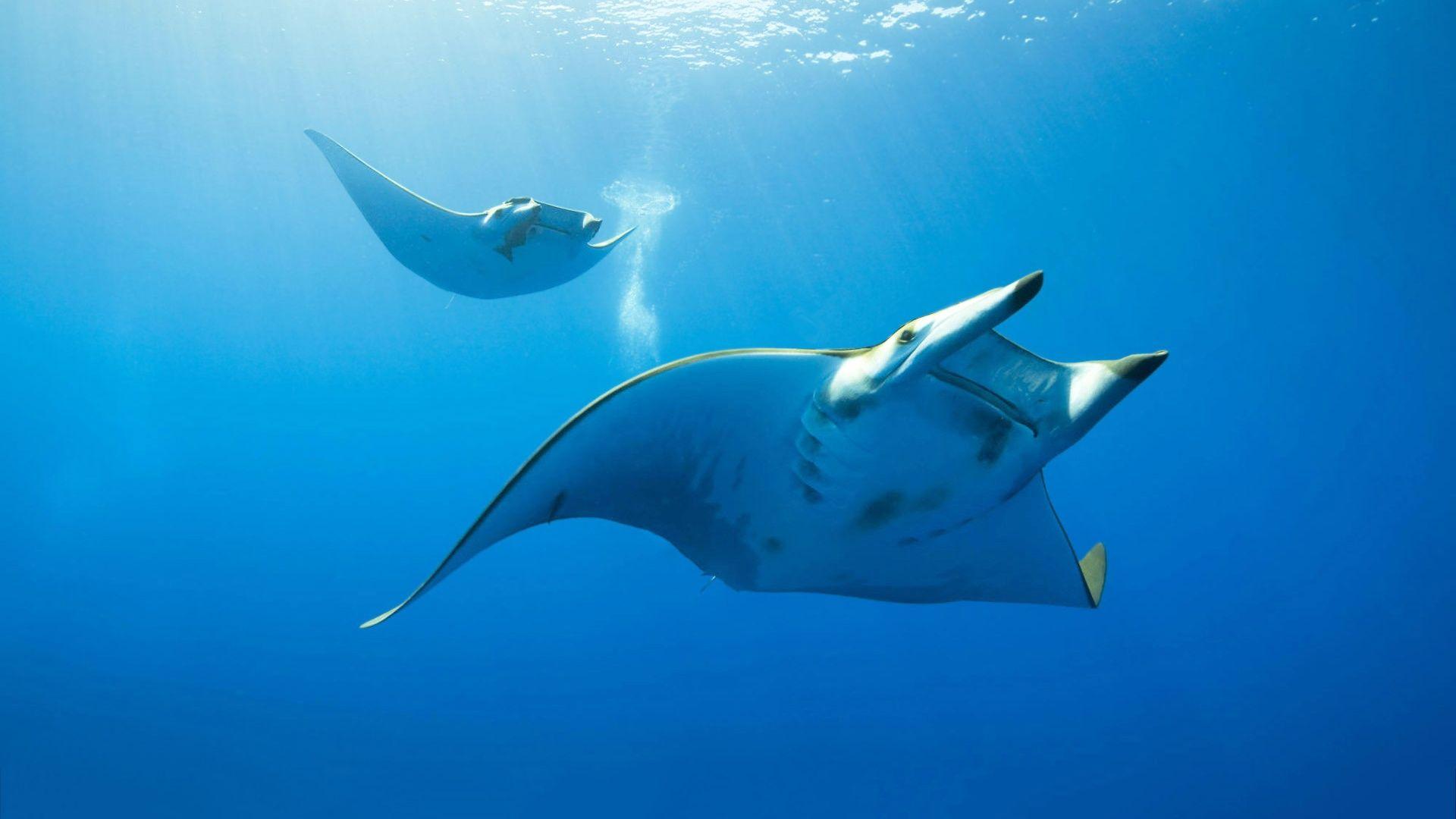 Manta Wallpapers - Wallpaper Cave