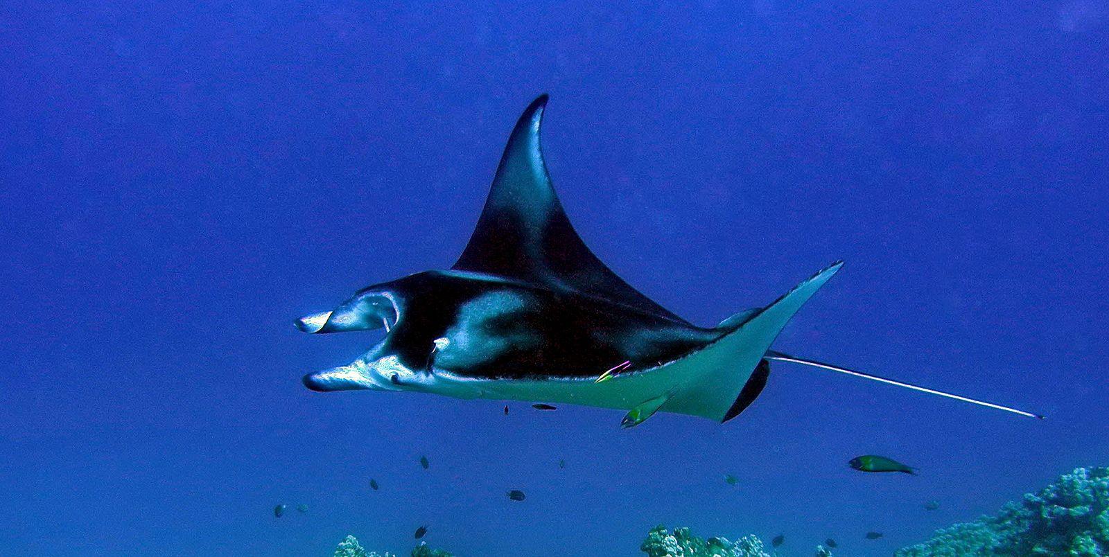 Manta Wallpapers - Wallpaper Cave