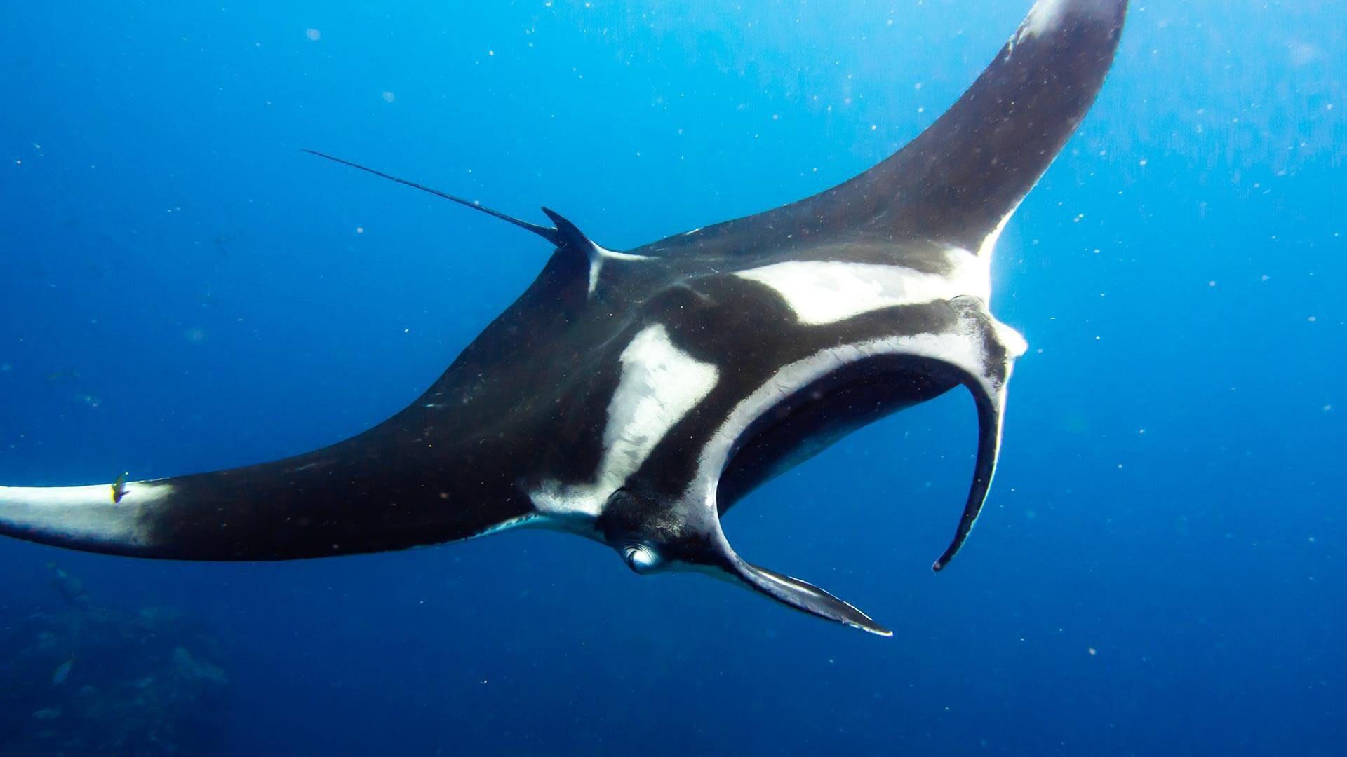 Manta Wallpapers - Wallpaper Cave