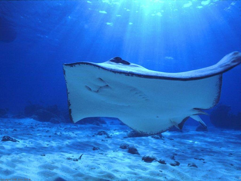 Manta Wallpapers - Wallpaper Cave