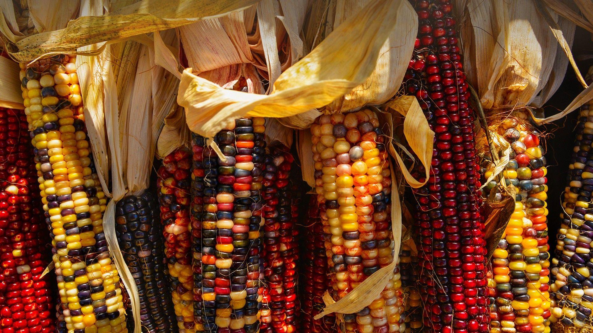 Corn On The Cob Wallpapers - Wallpaper Cave