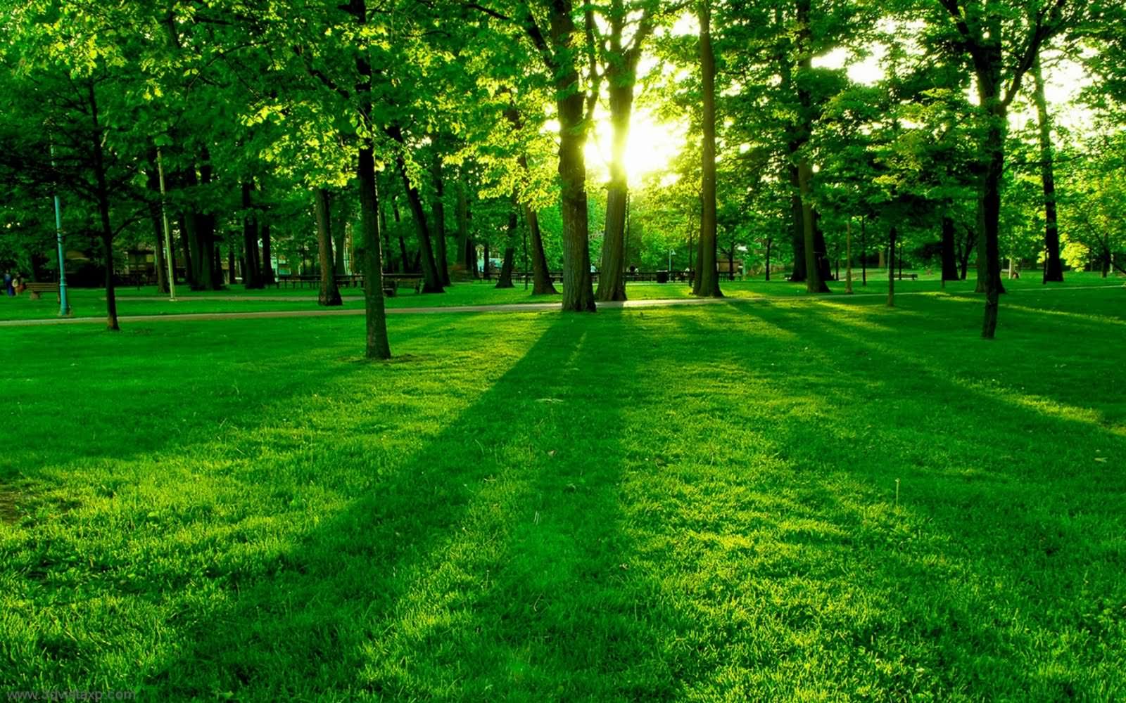 Naturopathic Wallpapers - Wallpaper Cave