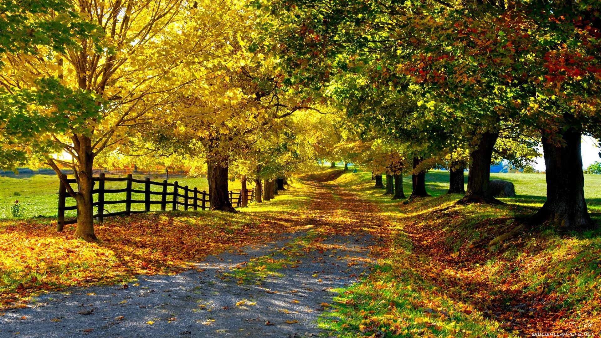 Naturopathic Wallpapers - Wallpaper Cave