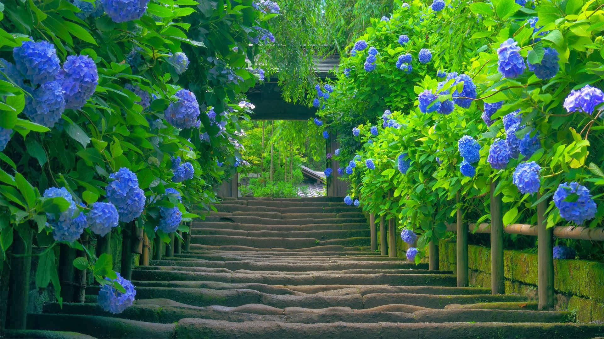 Naturopathic Wallpapers - Wallpaper Cave