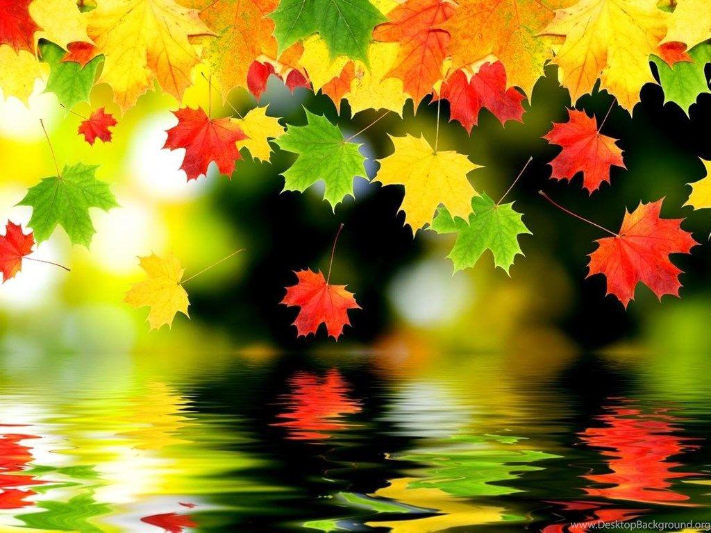 Naturopathic Wallpapers - Wallpaper Cave