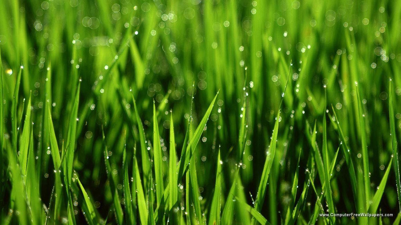 Naturopathic Wallpapers - Wallpaper Cave
