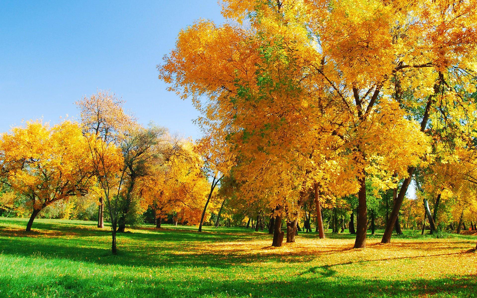 Naturopathic Wallpapers - Wallpaper Cave