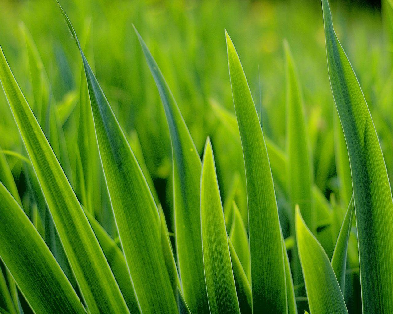 Naturopathic Wallpapers - Wallpaper Cave
