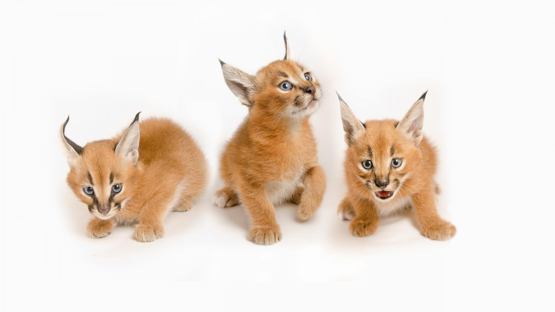 Caracal Wallpapers - Wallpaper Cave