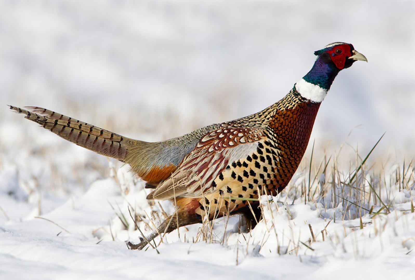 Pheasant Wallpapers - Wallpaper Cave