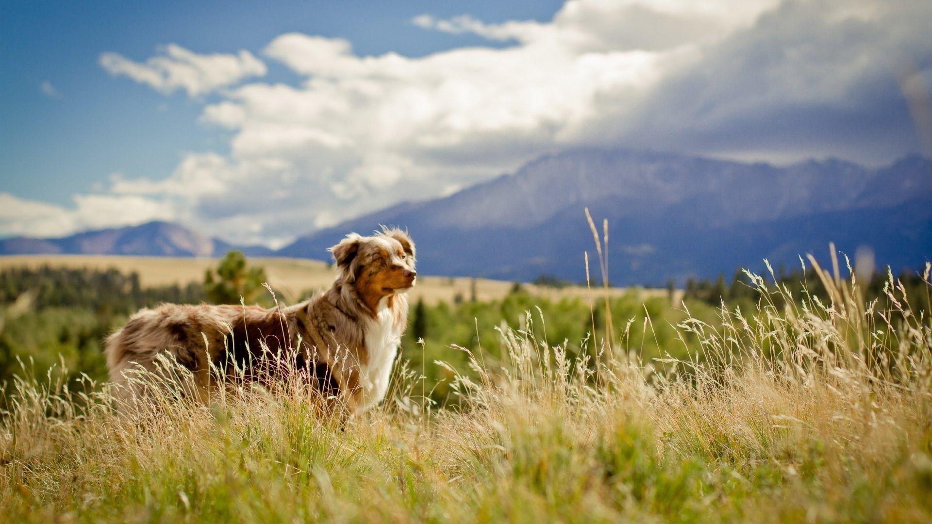 Australian Dog Wallpapers - Wallpaper Cave