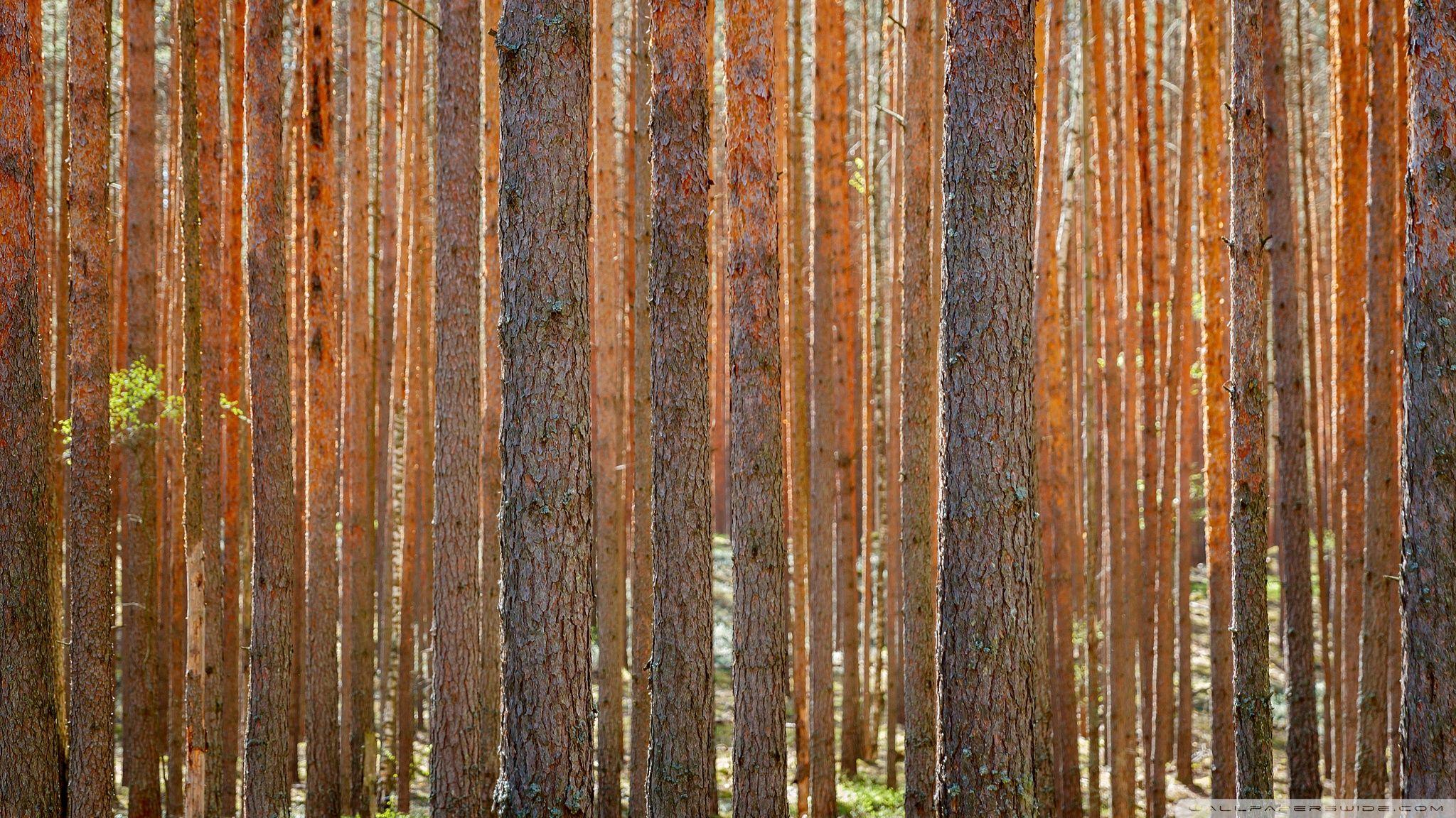 Pine Forest Wallpapers - Wallpaper Cave