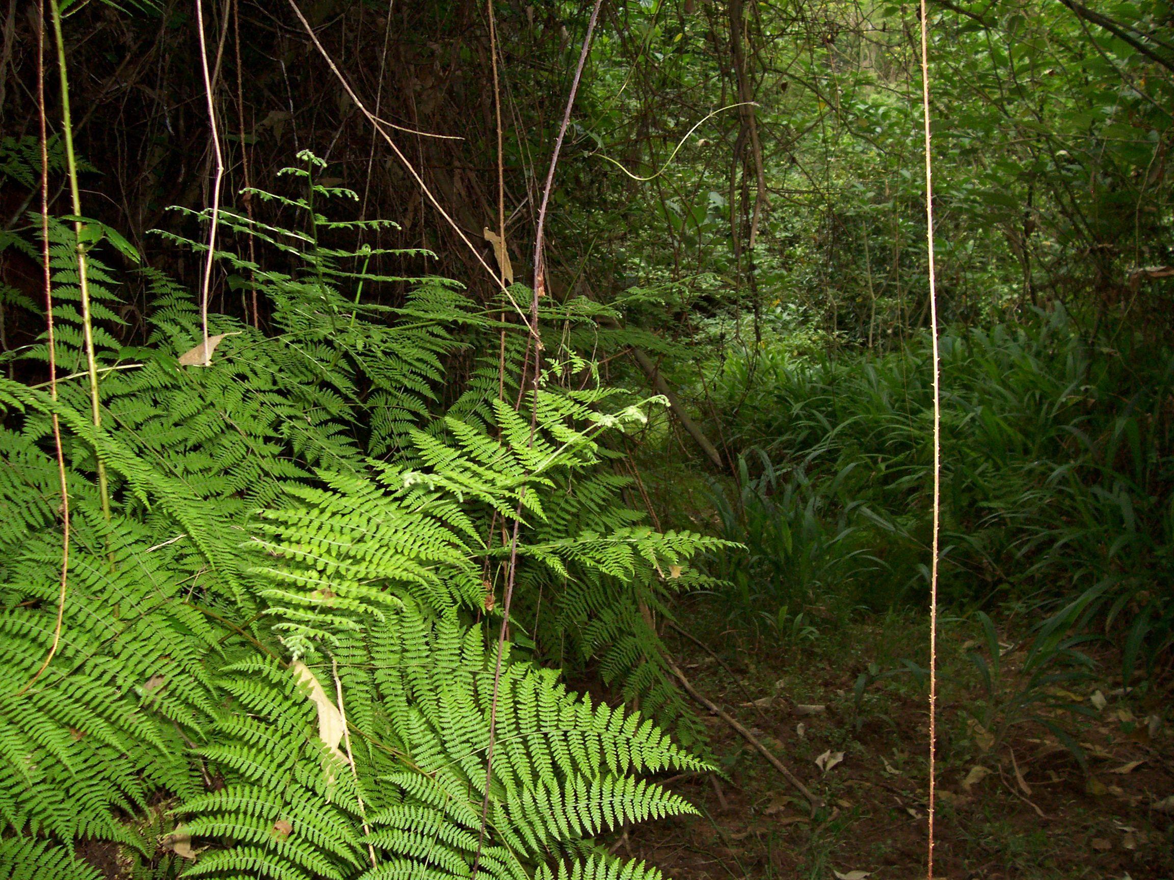 Pine Forest Wallpapers - Wallpaper Cave