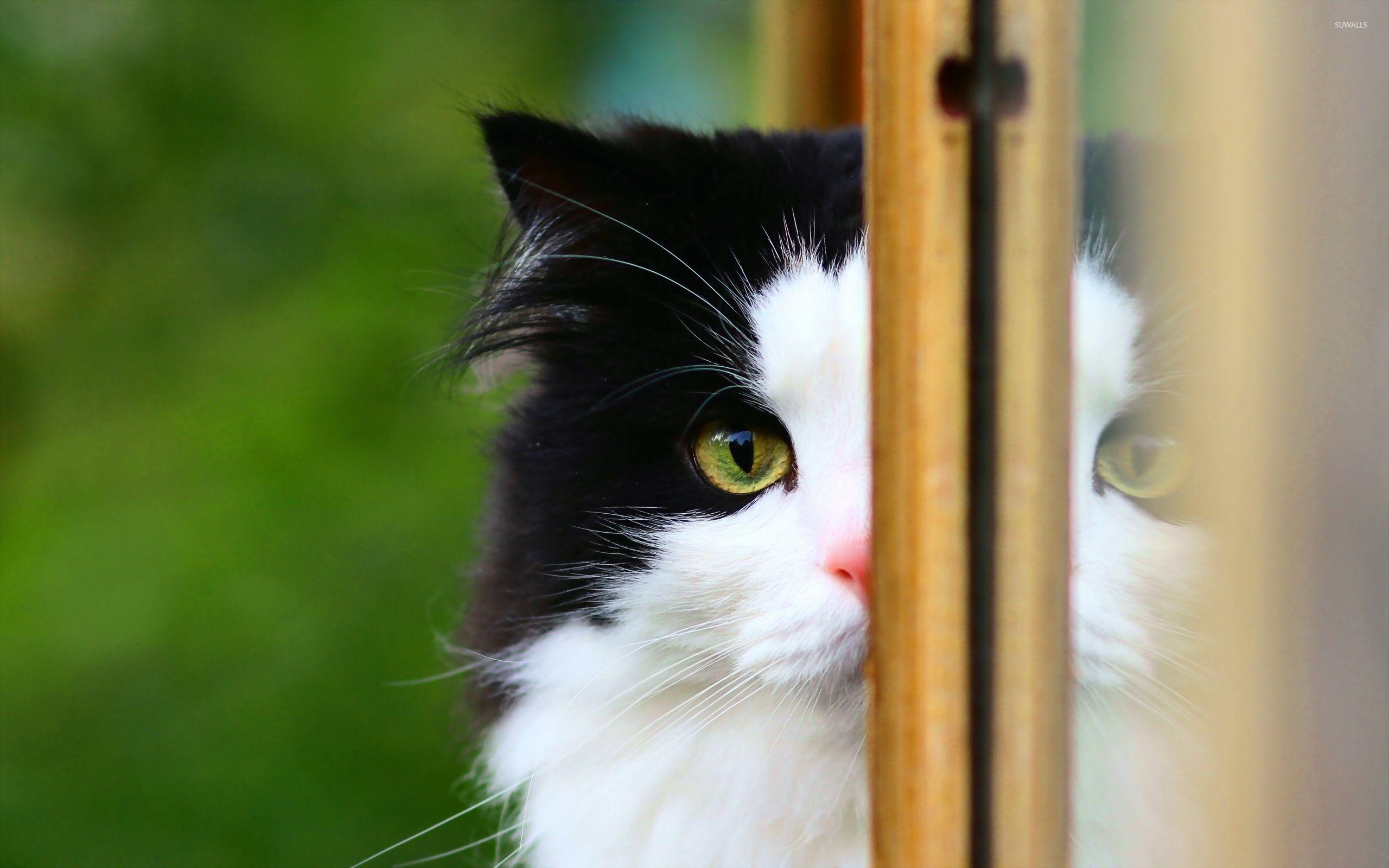 Animal White Cat HD Wallpapers - Wallpaper Cave