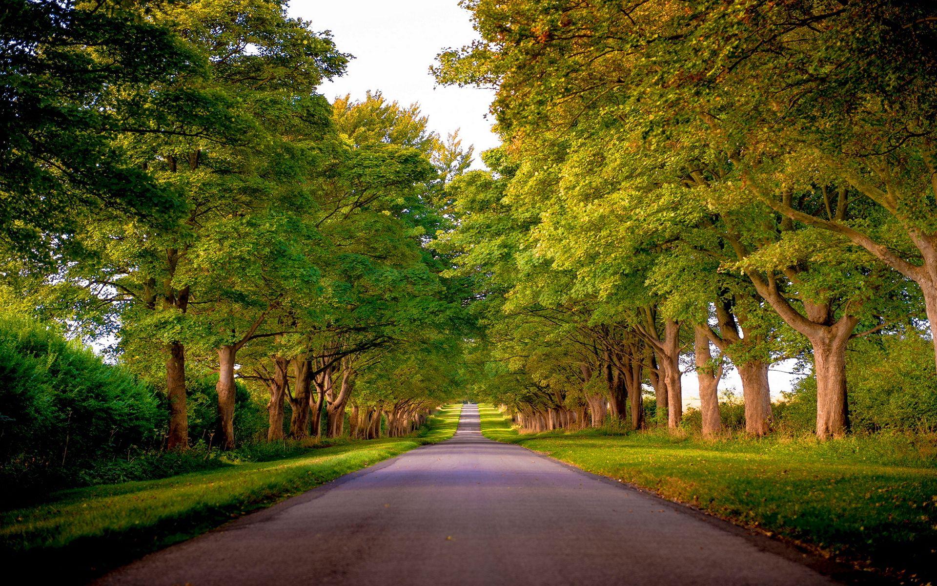 Avenue Wallpapers - Wallpaper Cave