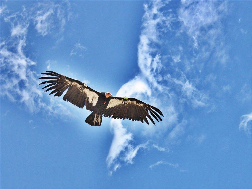 Condor Wallpapers - Wallpaper Cave