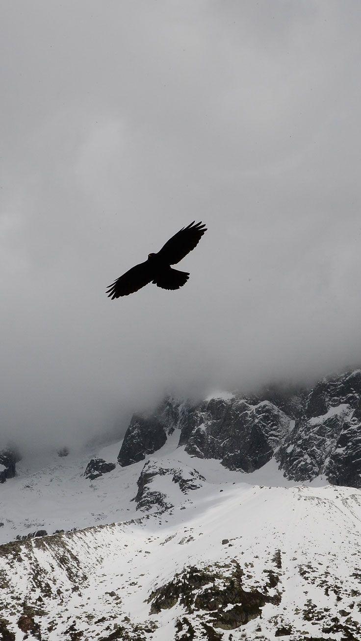 Condor Wallpapers - Wallpaper Cave