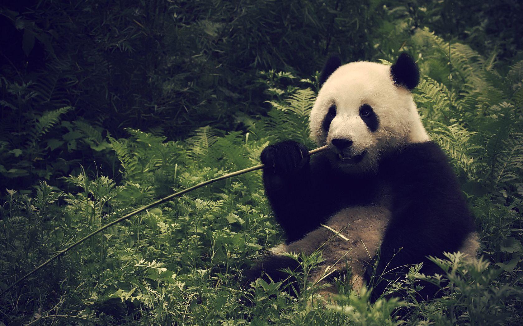 Panda Vintage Wallpapers - Wallpaper Cave