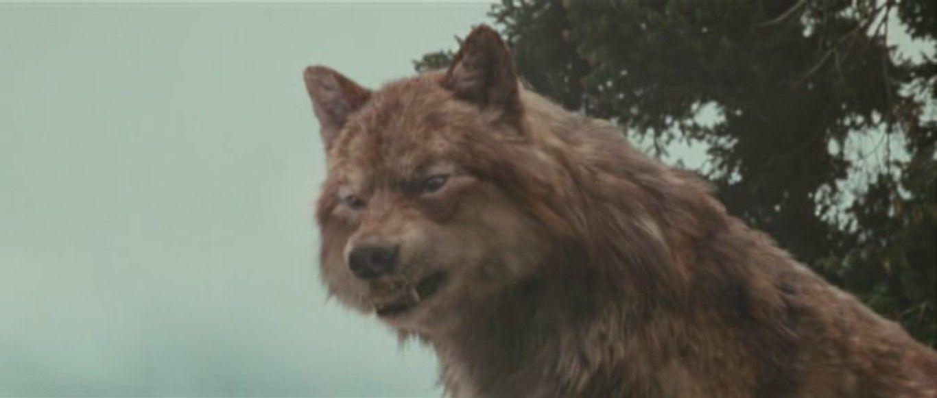 Twilight Wolf Wallpapers - Wallpaper Cave