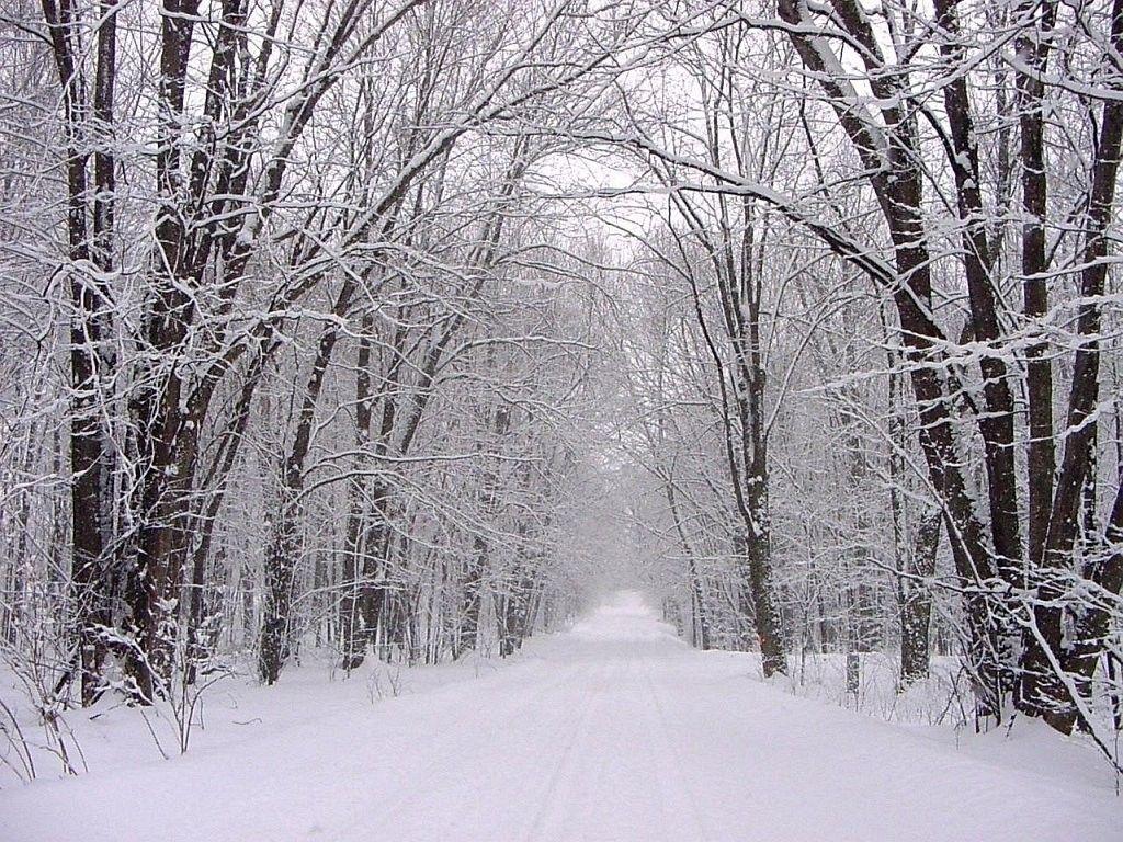 Snowy Woods HD Wallpapers - Wallpaper Cave