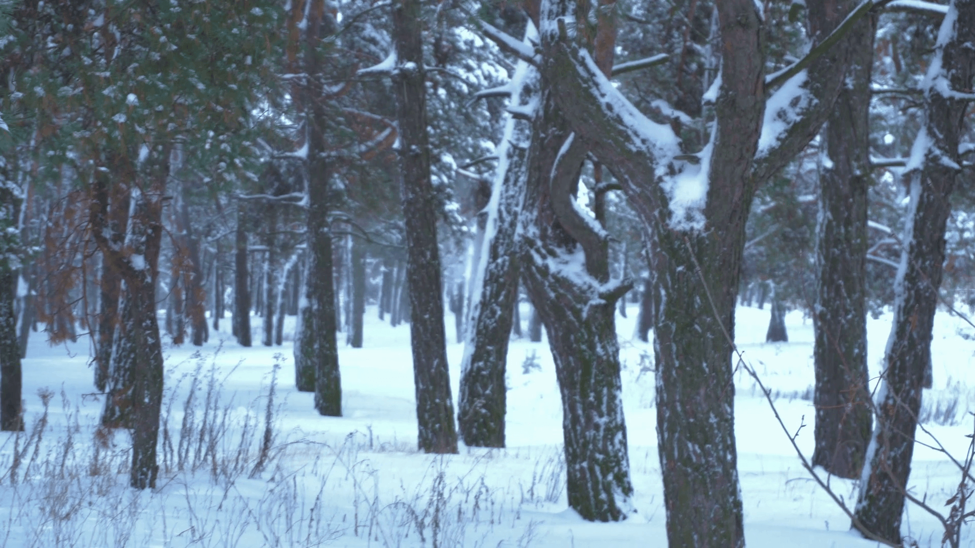 Snowy Woods HD Wallpapers - Wallpaper Cave