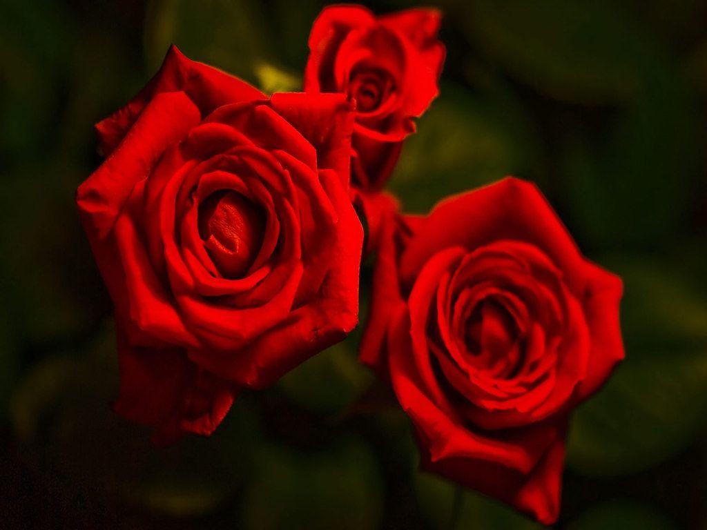 Rad Rose Wallpapers - Wallpaper Cave