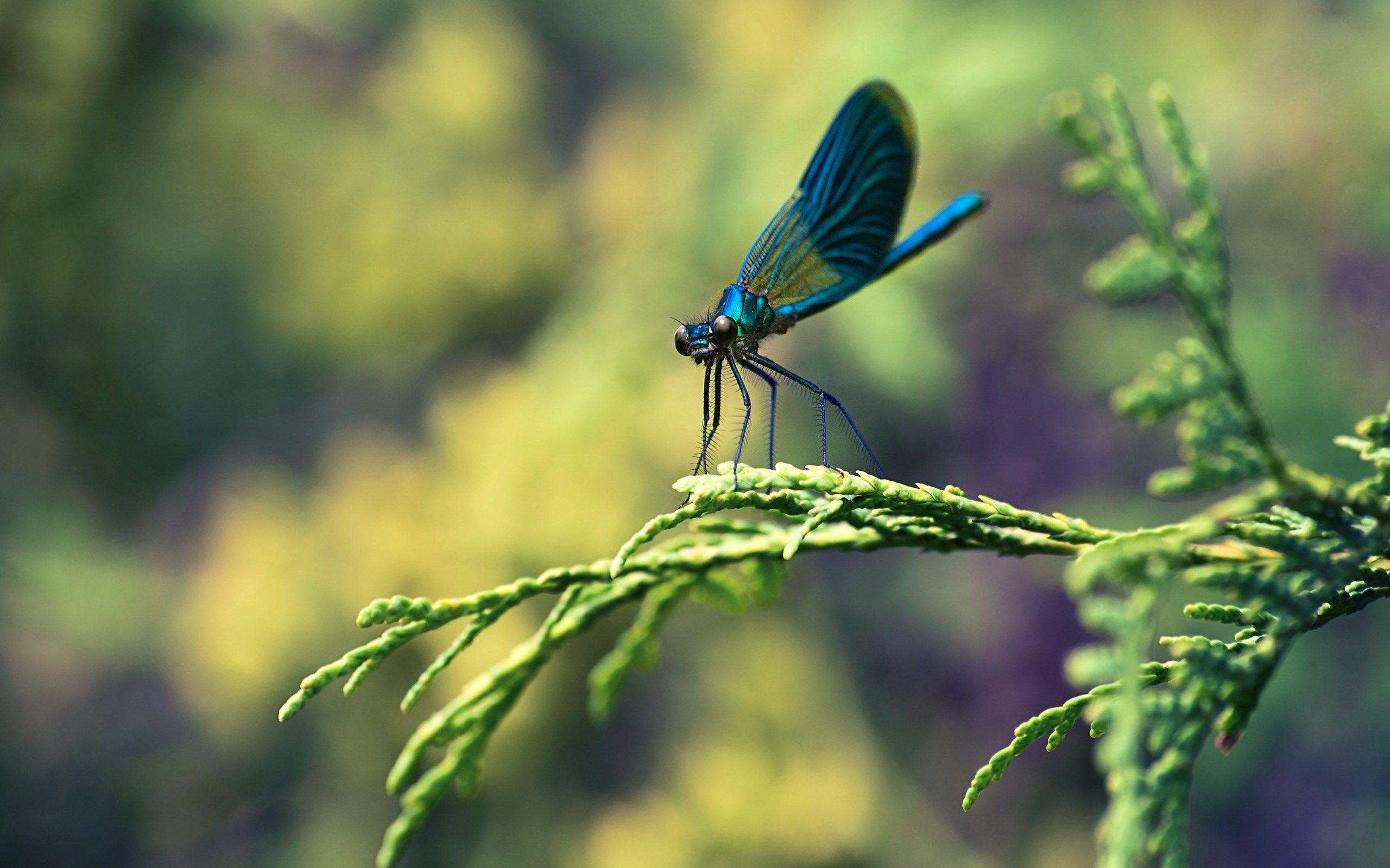 Wallpapers Capung 3D HD - Wallpaper Cave