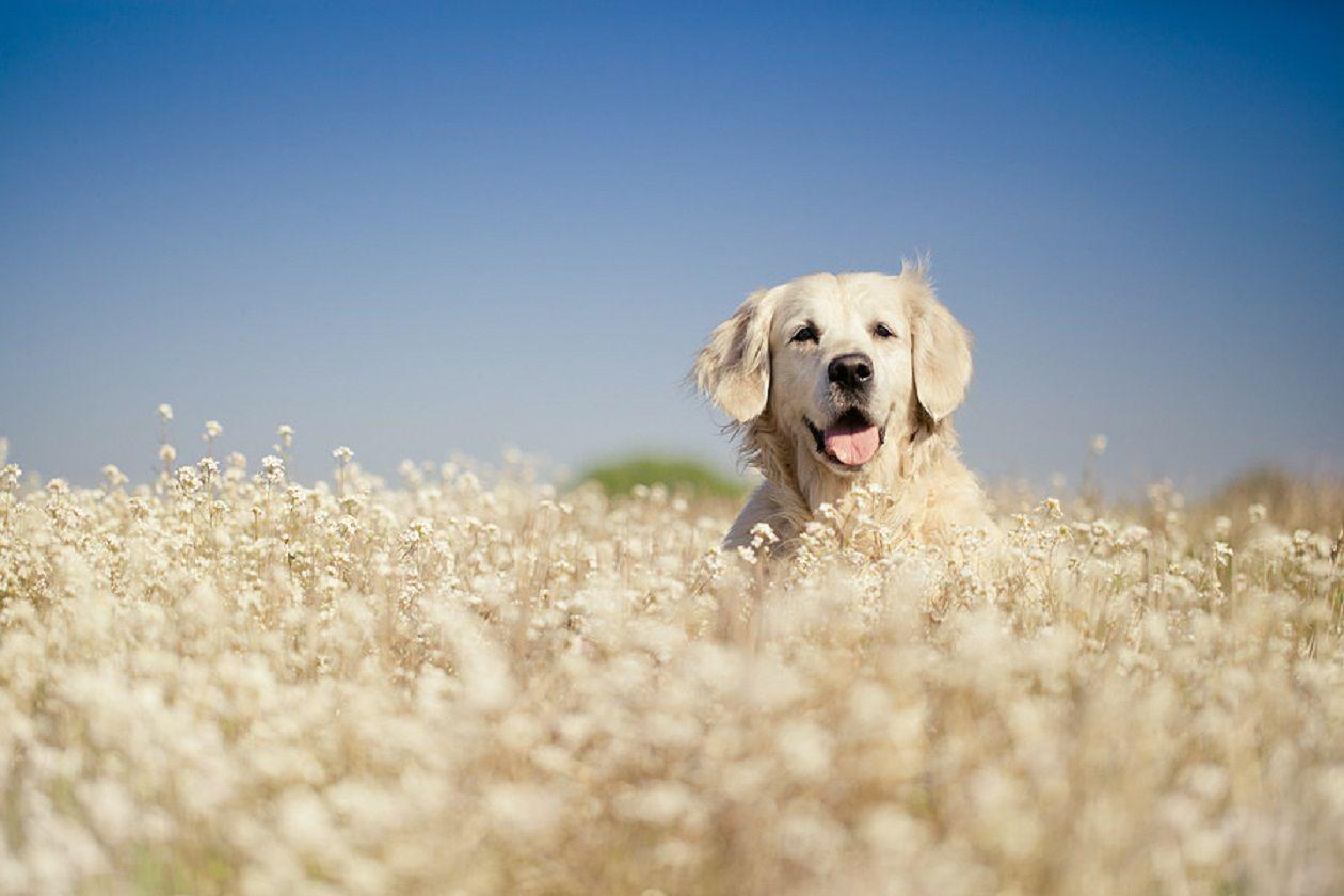 Dog Backgrounds - Wallpaper Cave