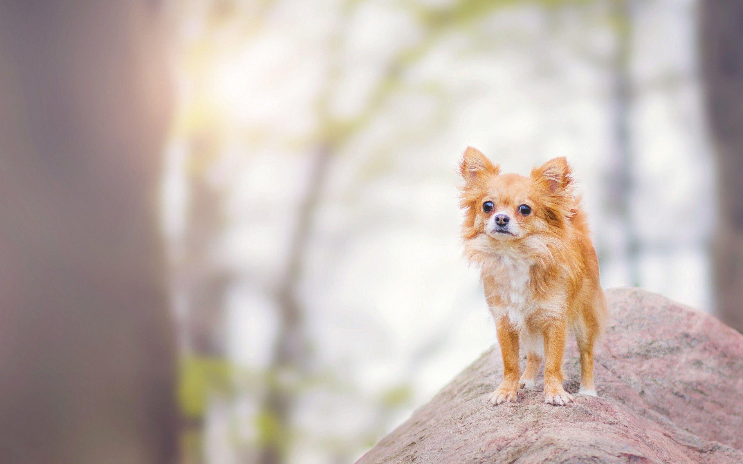 Dog Backgrounds - Wallpaper Cave