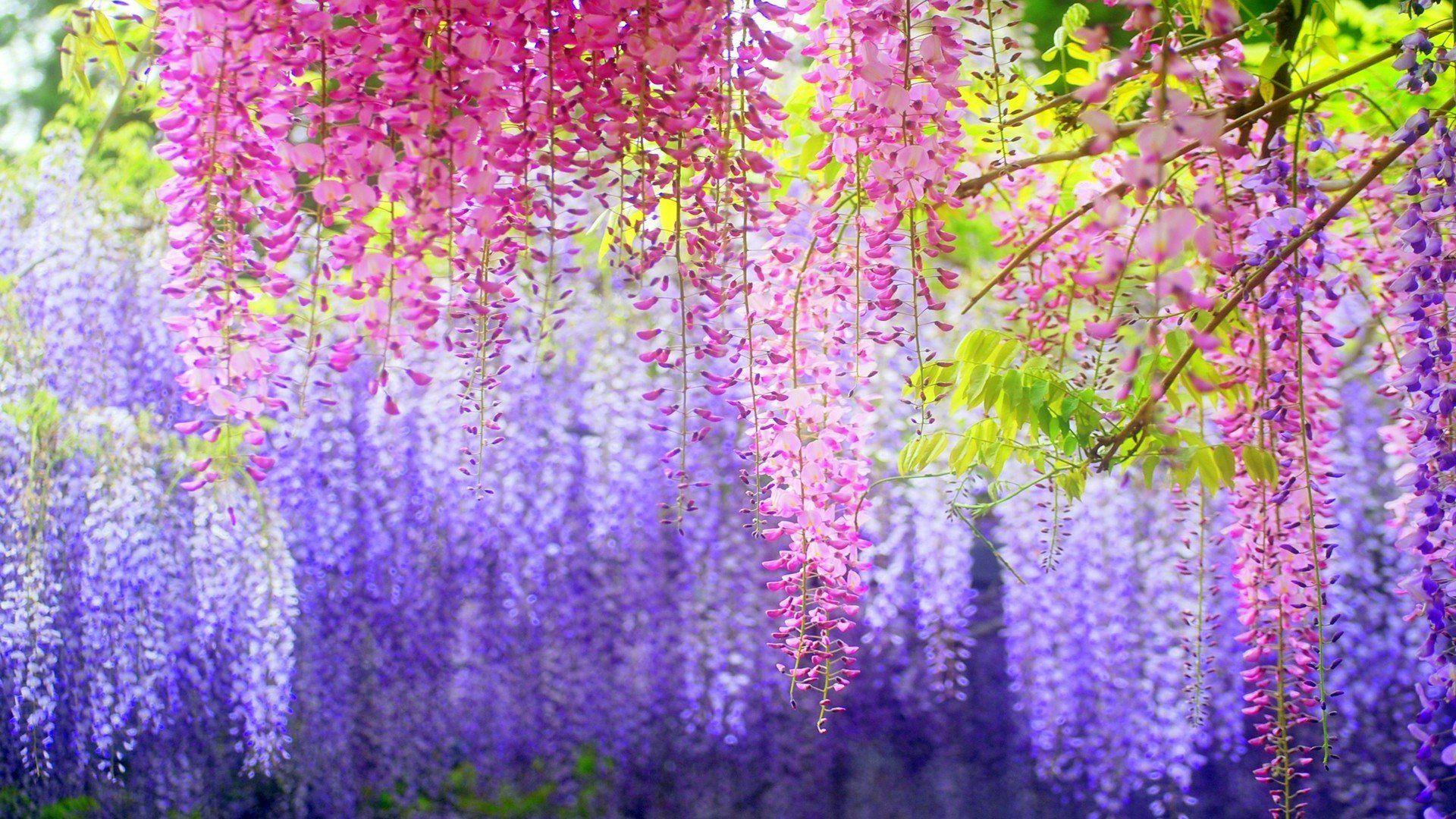 Wisteria HD Wallpapers - Wallpaper Cave