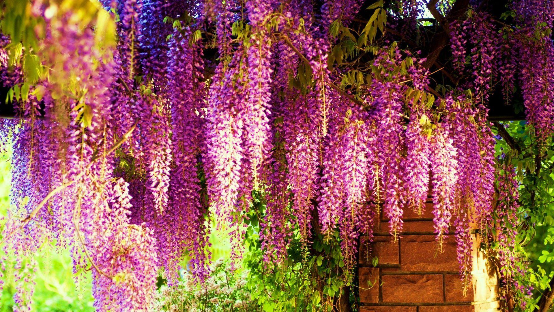 Wisteria HD Wallpapers - Wallpaper Cave