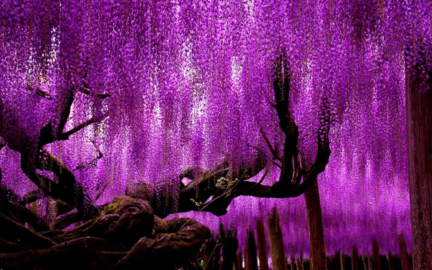 Wisteria HD Wallpapers - Wallpaper Cave
