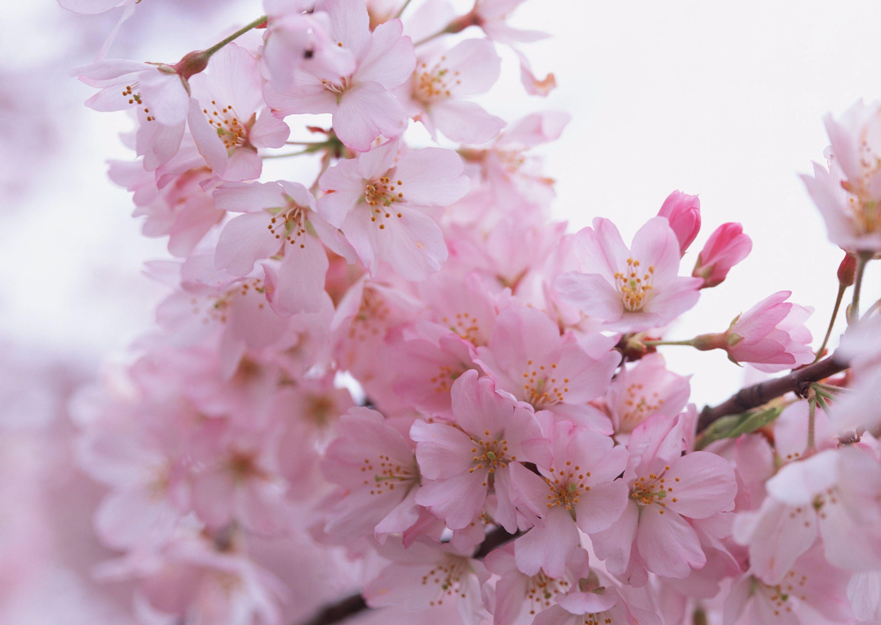 Sakura Wallpapers For Phone - Wallpaper Cave