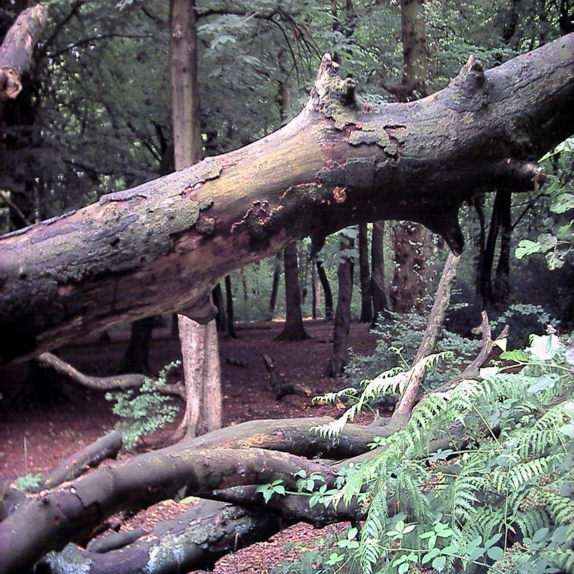 Woodland Texture Wallpapers - Wallpaper Cave