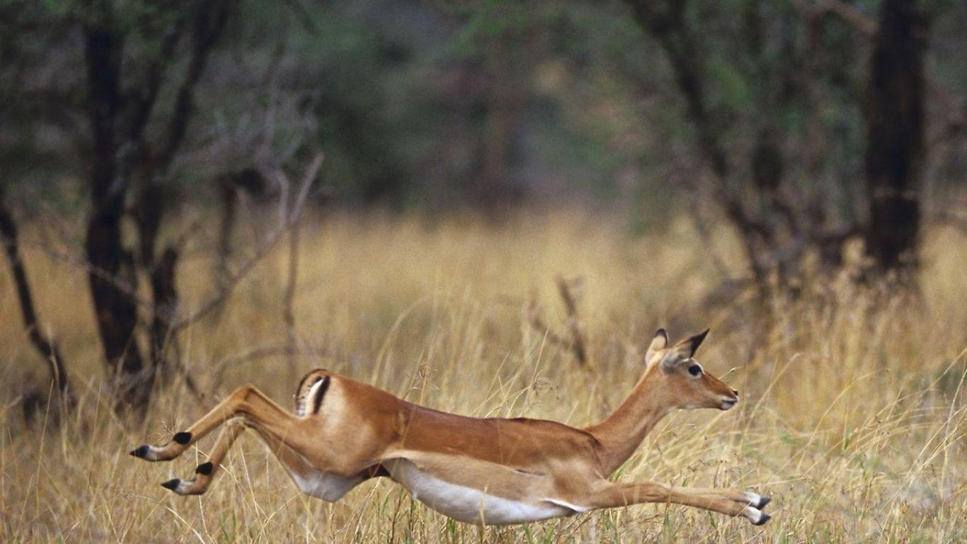 Springbok Wallpapers - Wallpaper Cave