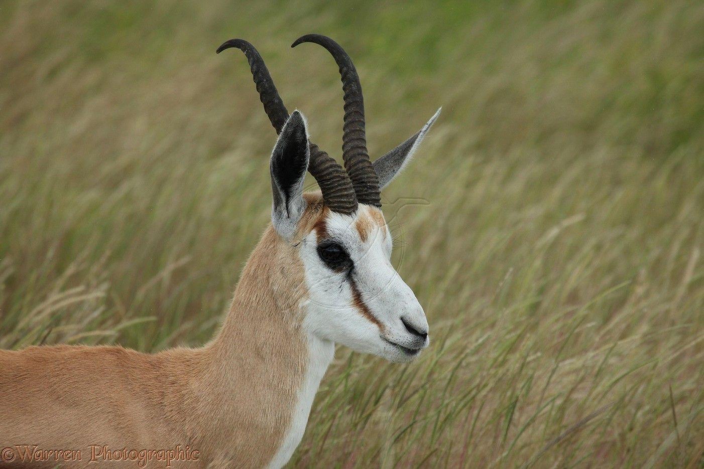 Springbok Wallpapers - Wallpaper Cave